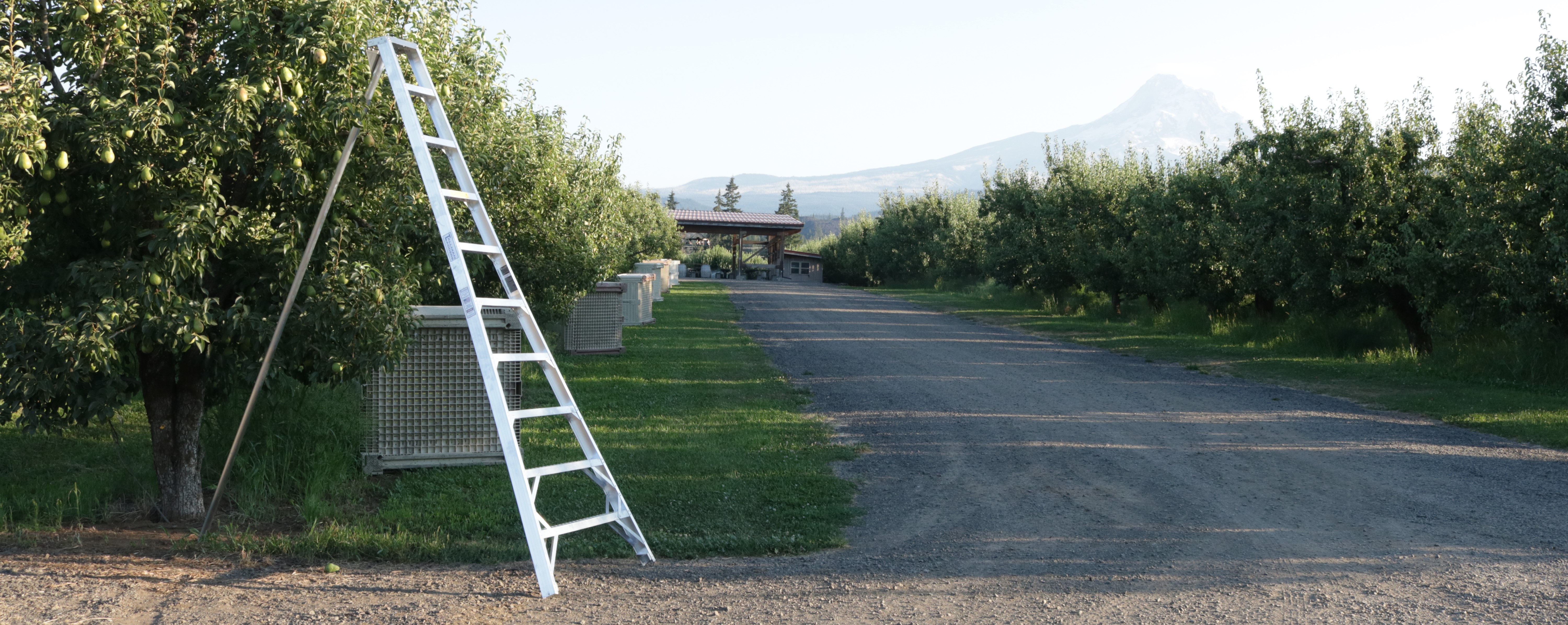 Tallman Ladders