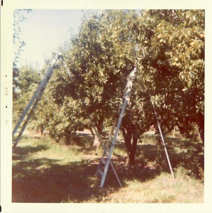 Tallman Ladders